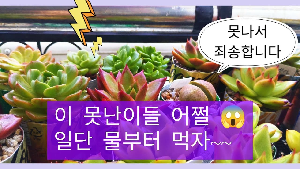 9월5일 방치했던 걸이대 못난이들😅🤭 살균제영양제 섞어서 관수했구요 이제 밀착 관리 들어갑니다 ㅠㅠ 초보다육이 다육