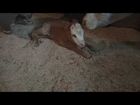 İNEKLERDE ERKEN DOĞUM# bužağayı nasıl hayatta totarız