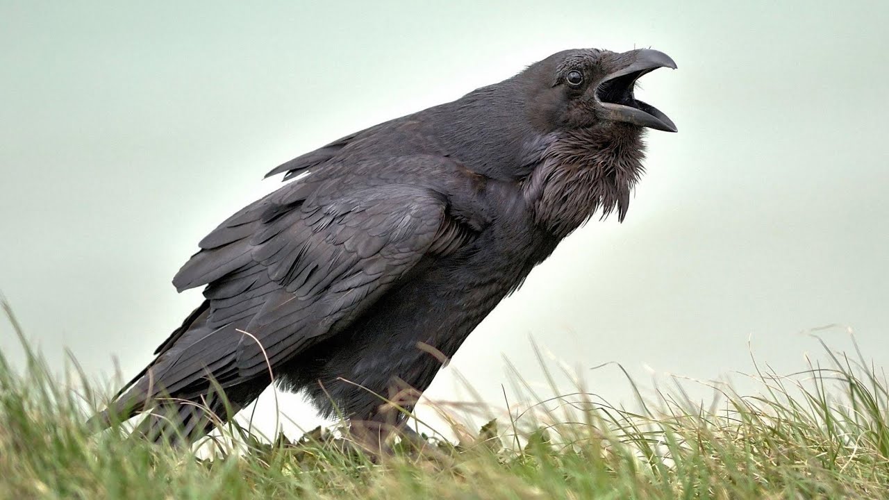 Crow Training In Armuchee Georgia January 21st 2022 #Crows - YouTube