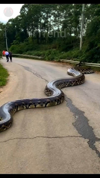 The world's largest python #youtubeshorts 😮😮 - YouTube