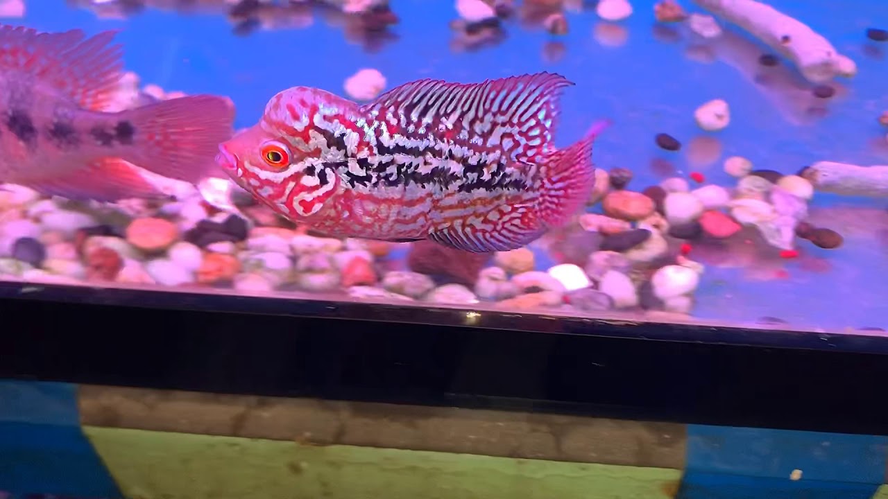 King kamfa 19 - vip - 0919679318 - YouTube