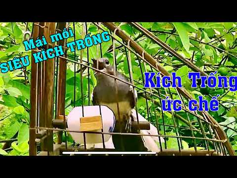 Choè than hót đấu giọng rừng CỰC SUNG ChòeThan Hót Giọng Rừng Kích Trống Căng Lửa hót |choe than.058