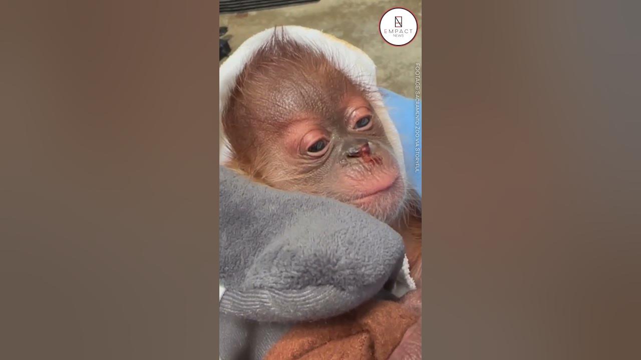Critically Endangered Baby Orangutan Born at Sacramento Zoo - YouTube