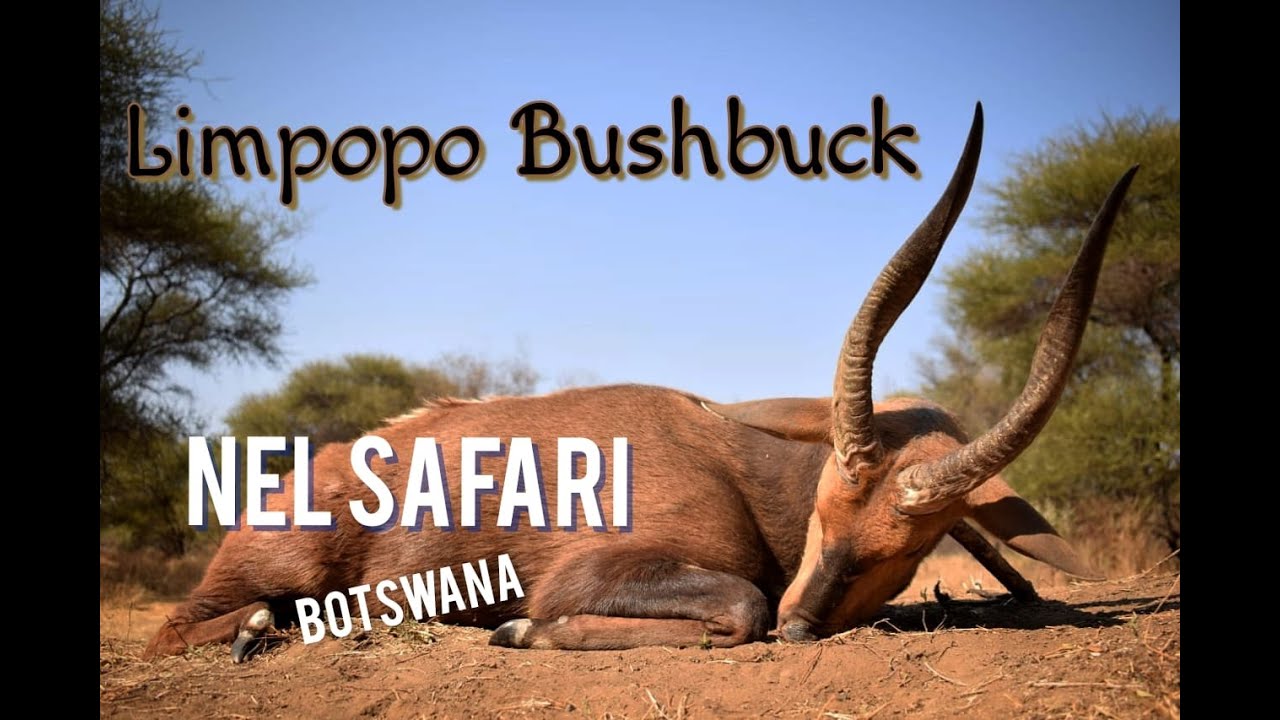 Nel Safari - Limpopo Bushbuck Hunt - YouTube
