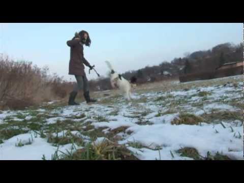 Lilu - aport, vaulty i szarpanie :)