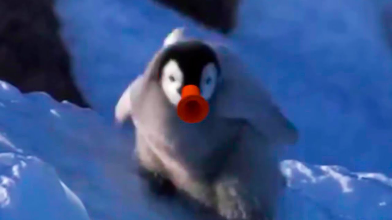 Noot Noot! Pingu In Real Life - YouTube