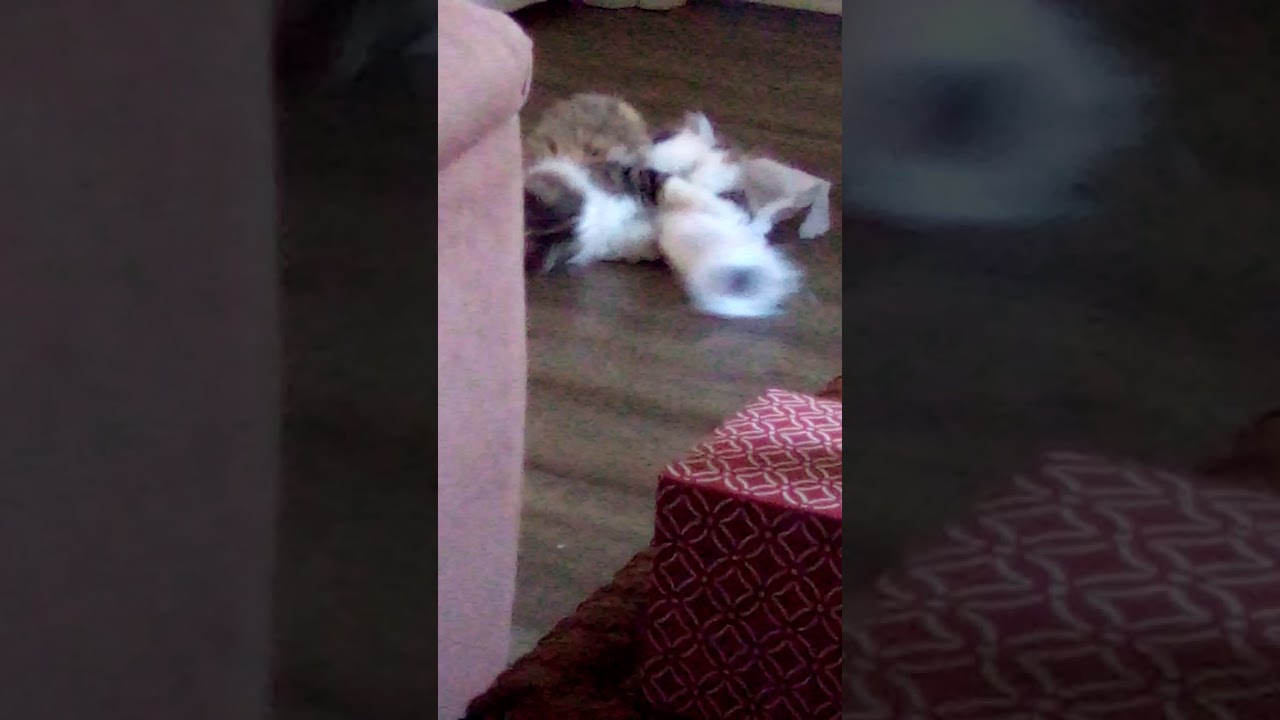 cRaCk HeAd CaT 😂🤘🏼🤡😹 - YouTube