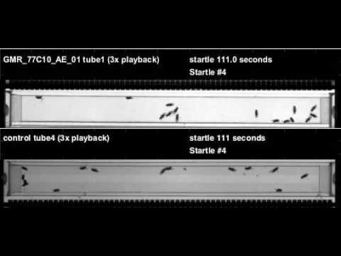 GMR_77C10_AE_01_shi_Zeus_20110921T094110 buzz (seq2) - YouTube