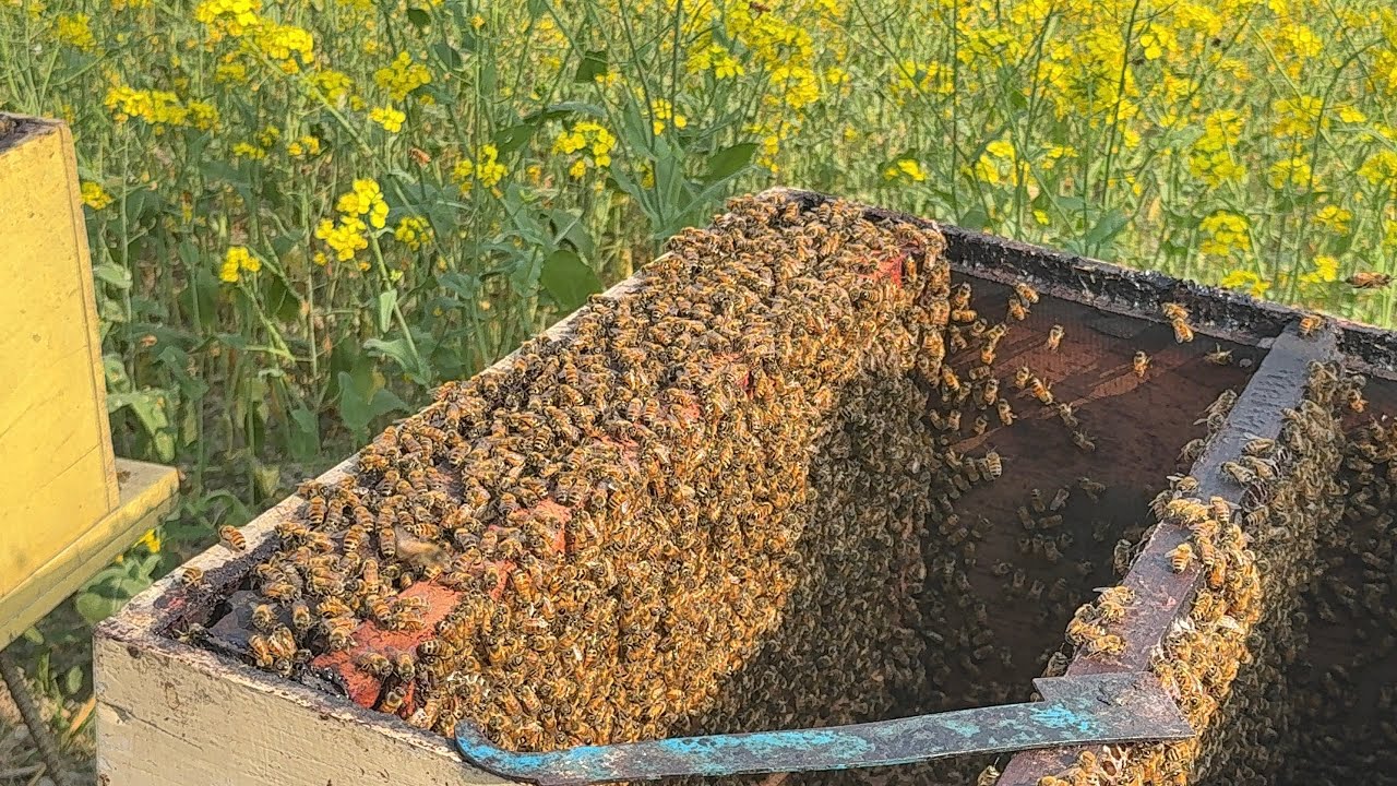 Pure Honey In Nepal 🍯 Hernus Mouri ra mouri Palan ko Bare Jankari ...