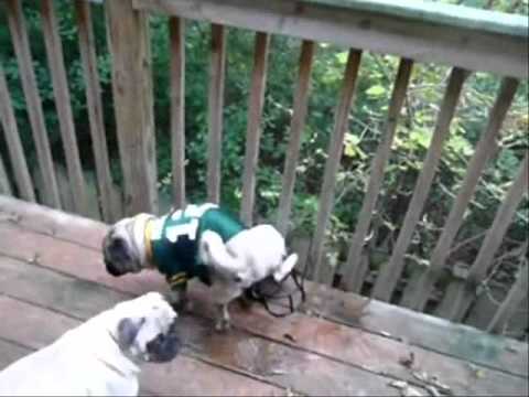 Mikey The Packers Pug Takes on The Detroit Lions - YouTube