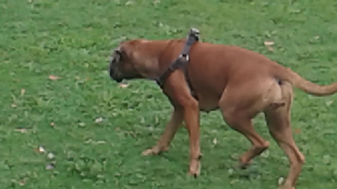 Boxer dog winnie pooh - YouTube