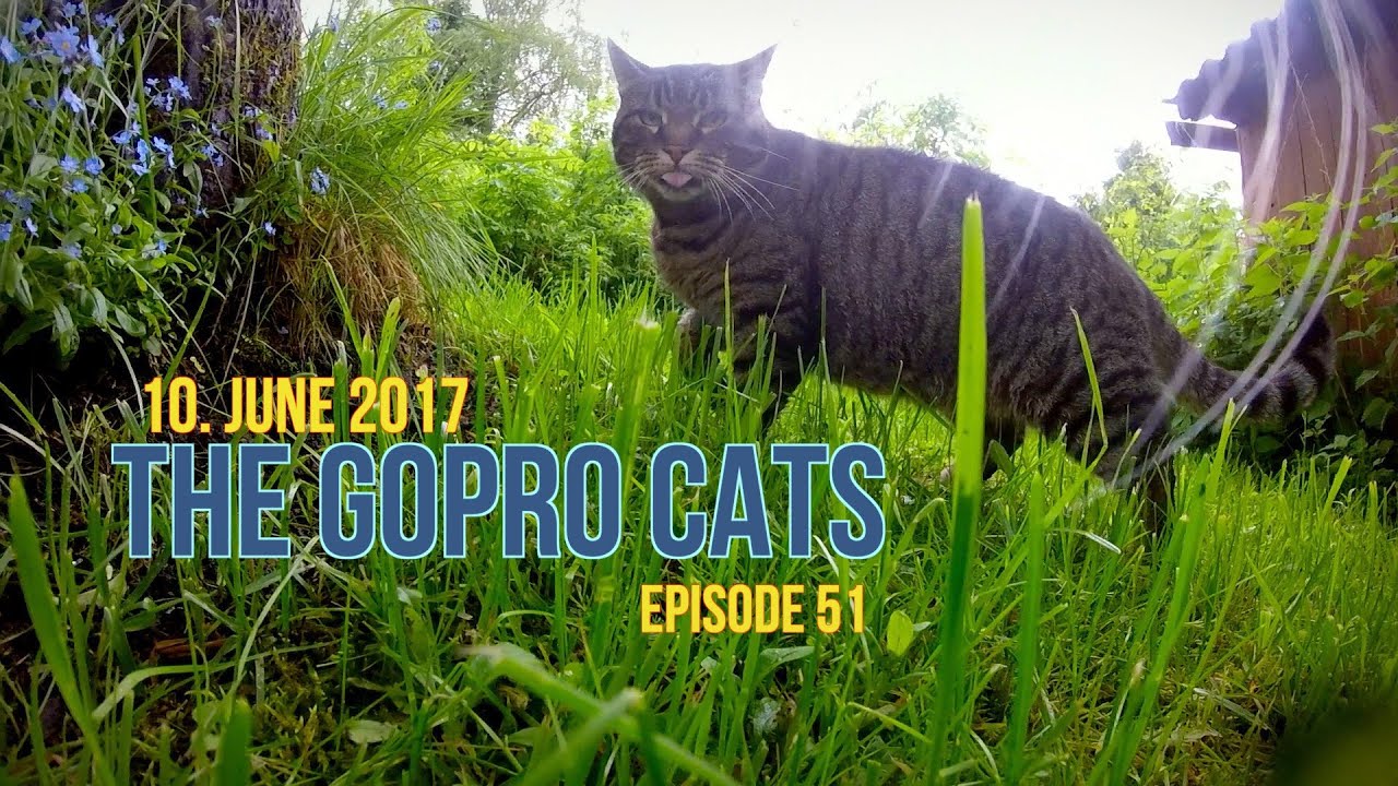 Cat with GoPro : shenanigans around the block : Ep 51 - YouTube