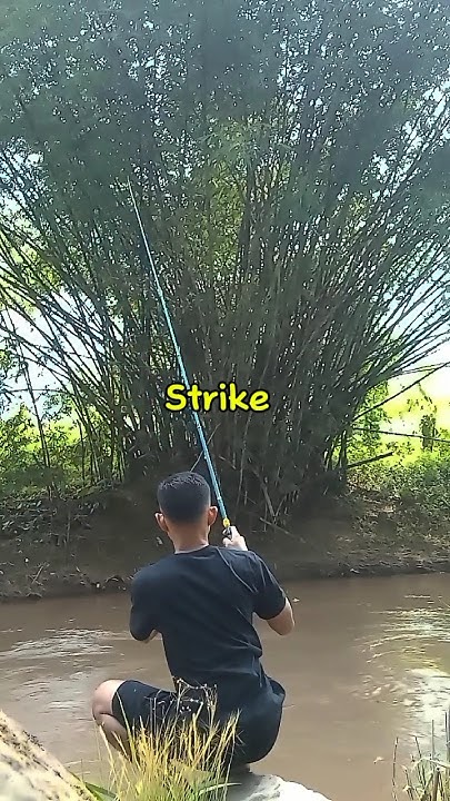 Strike ikan tawes/mansai pada lemparan pertama #mancing #tawes #ikanairtawar - YouTube