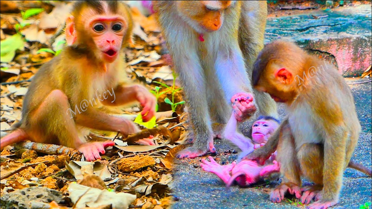 It's a pity..! BB SABA IS SO PITY TO MAKE FACE TO HIS BROTHER TO HELP ...