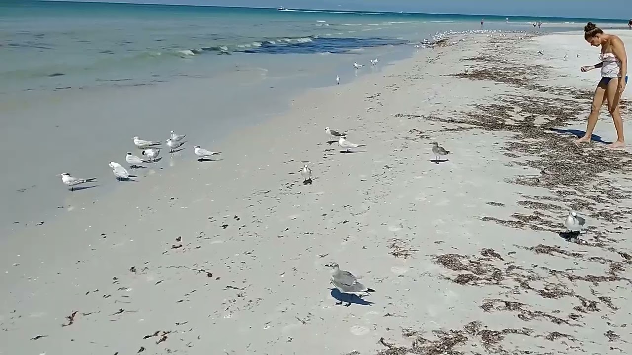 Siesta Key - Beach Access 7 - YouTube