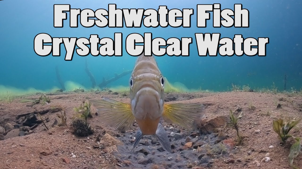 Nature’s Aquarium: Freshwater Fish in Crystal Clear Water - YouTube