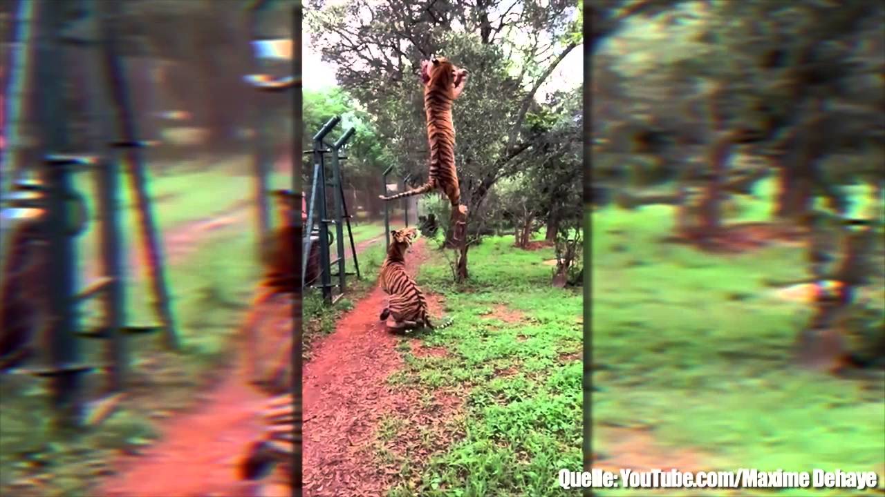 Die unglaubliche Sprungkraft eines Tigers - YouTube