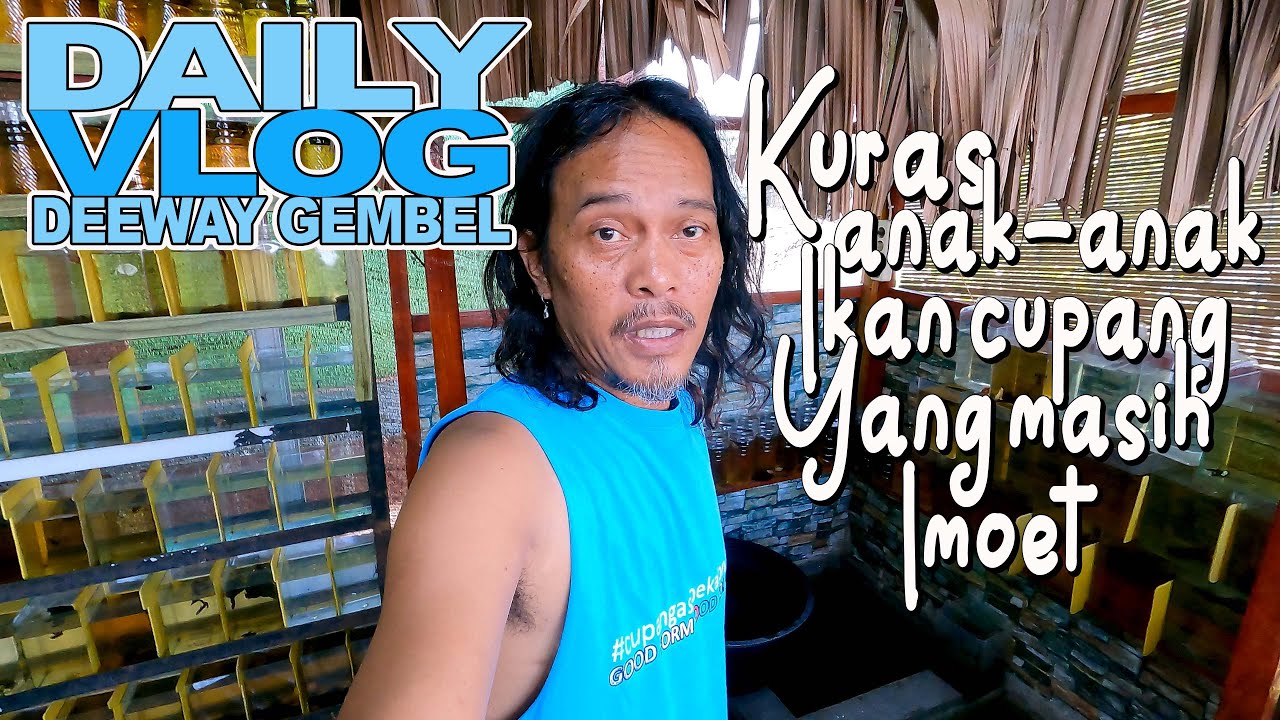 DAILY VLOG DEEWAY GEMBEL PINDAHIN ANAK IKAN CUPANG USIA 1 MINGGU LEBIH ...