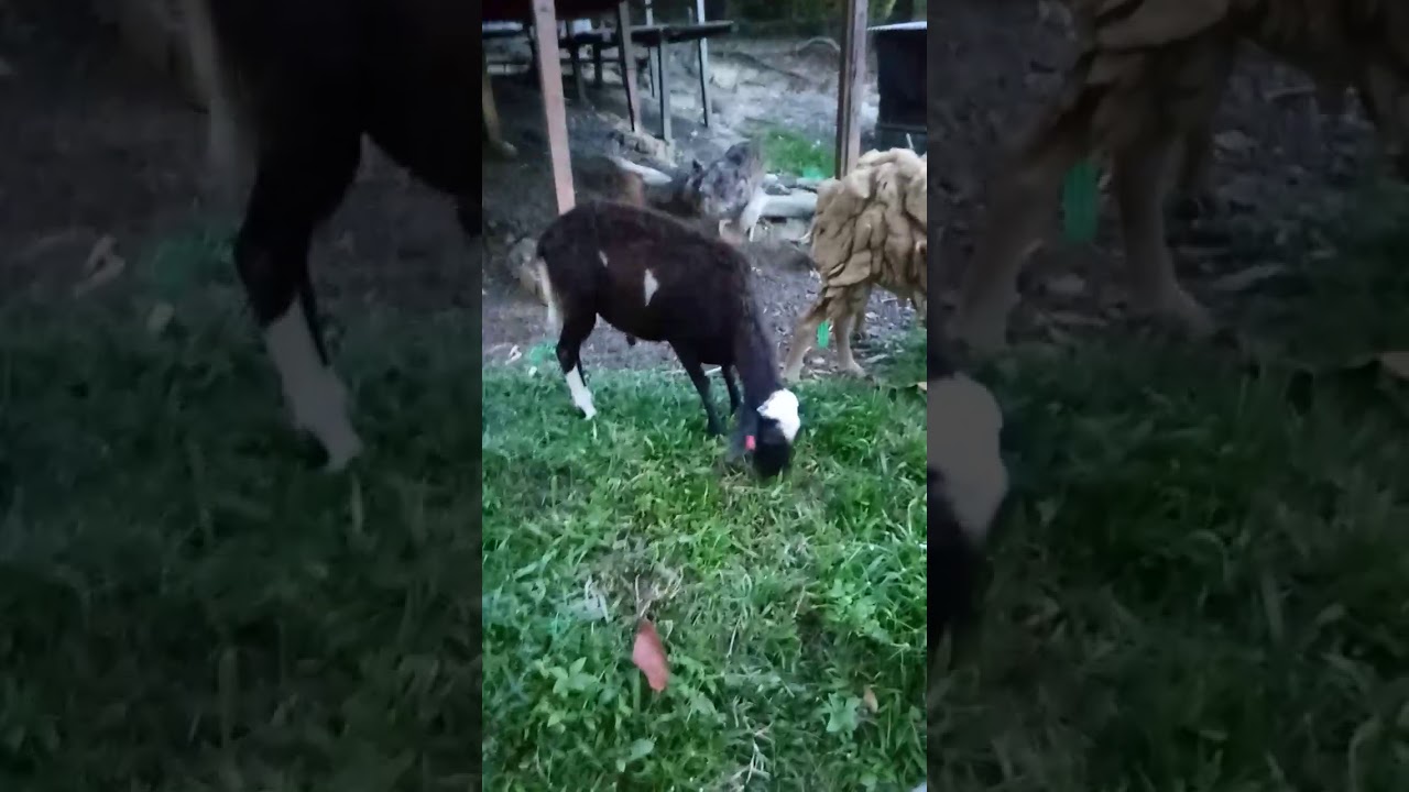 Dorper Sheep @ Malin Blackbelly shepp - YouTube