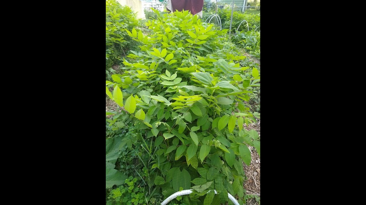 Butternut Seedlings in the Nursery - YouTube