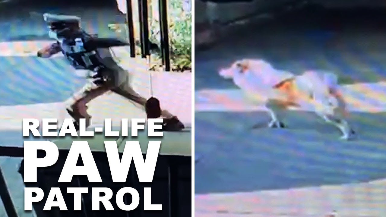 Paw Patrol! Dog Chases Away Policeman - YouTube
