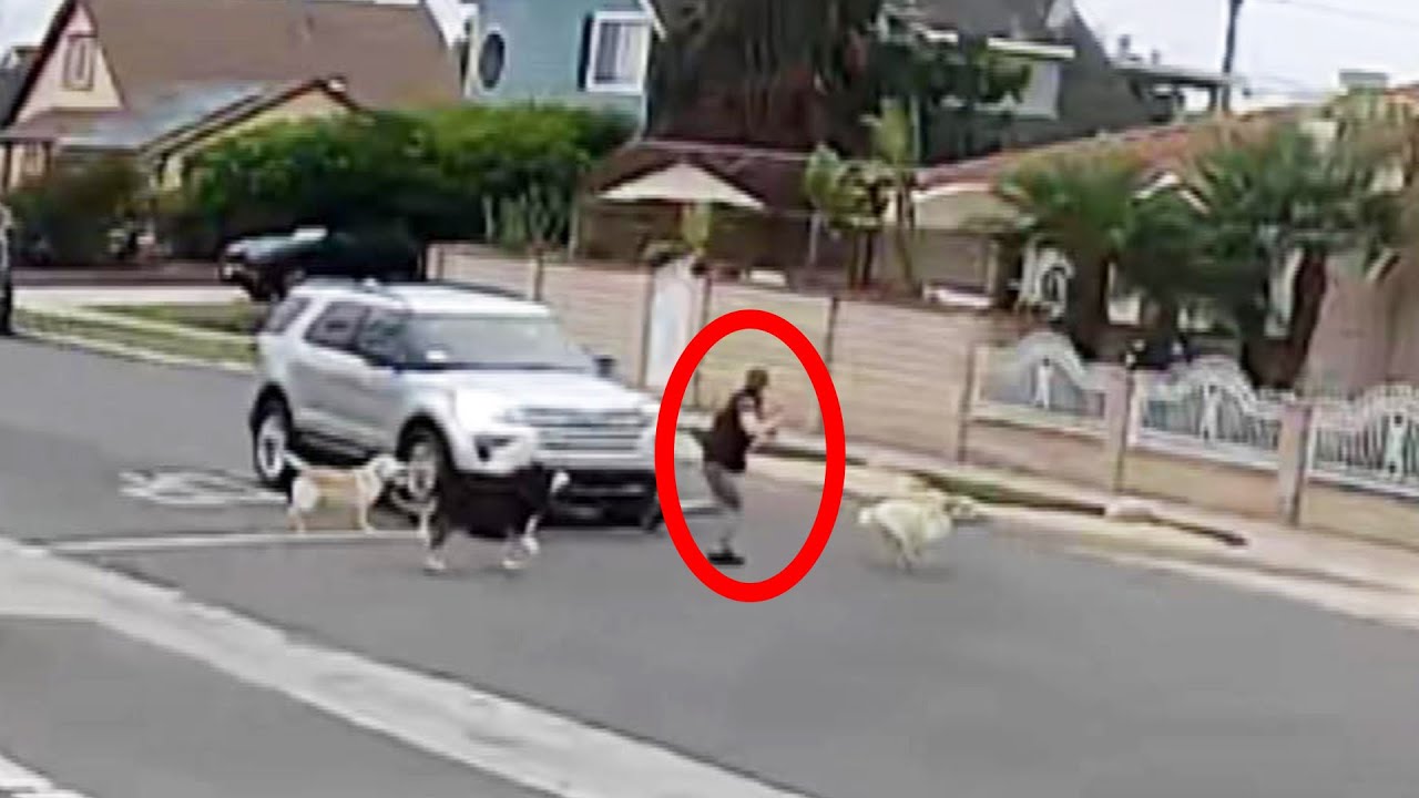 Dog Walker Injured, Pups Unharmed After Hit and Run: Cops - YouTube