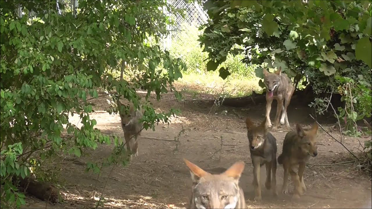 Red Wolves Charge! - YouTube