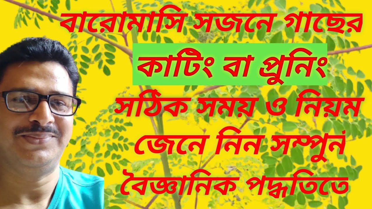 সজনে গাছের কাটিং এর সঠিক সময় ও নিয়ম।। Scientific Method Of Pruning Moringa Tree ( Drumstick ...