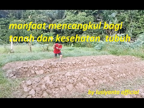 mencangkul banyak manfaat bagi tubuh dan tanah - YouTube