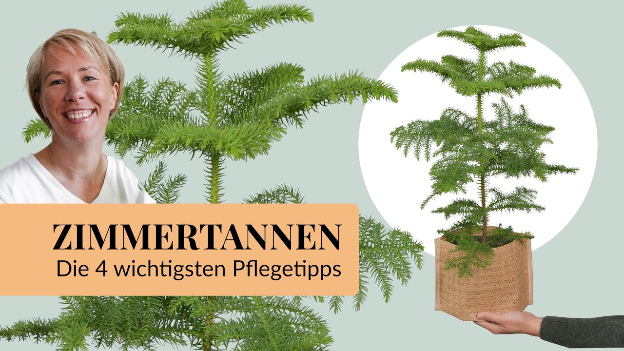 Was ist eine Zimmertanne und wie pflegt man sie richtig? Die 4 ...