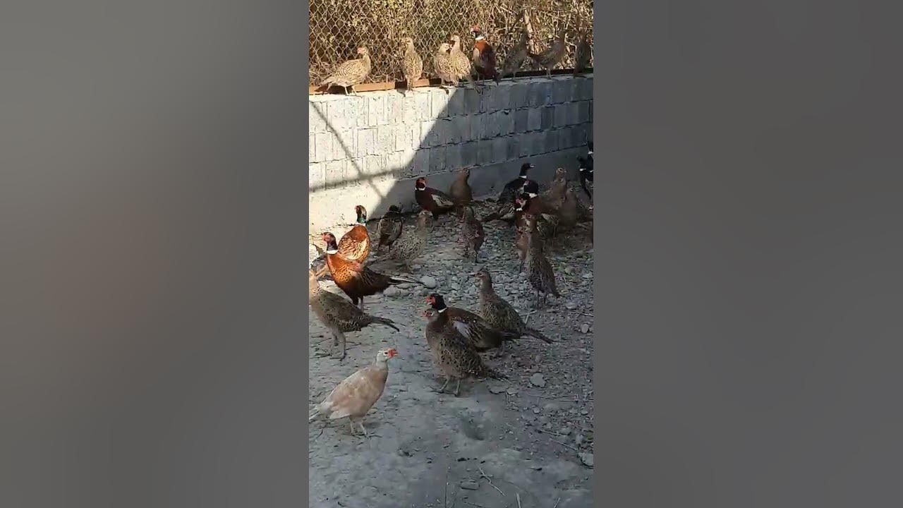 FAZAN (QURG'OVUL) KAVKAZ.905663600 #chicken #animals #brahma #birds #farming #video #rek #cocin ...