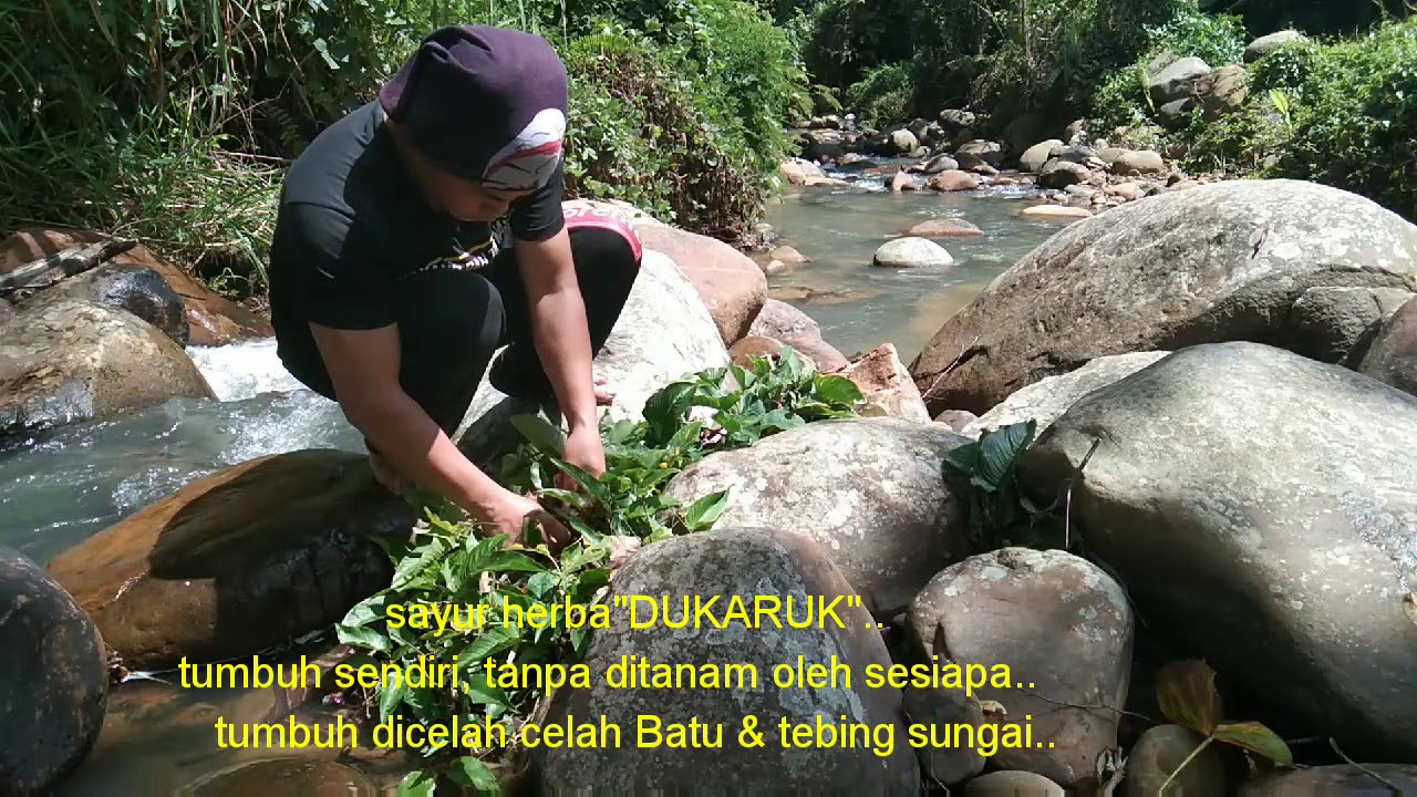 Warga desa.. Mencari sayur "DUKARUK" -looking for vegetables dukaruk in ...