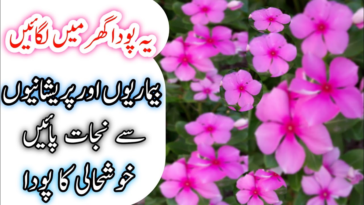 How to grow sadabahar from seeds|Grow this plant and get rid of ...