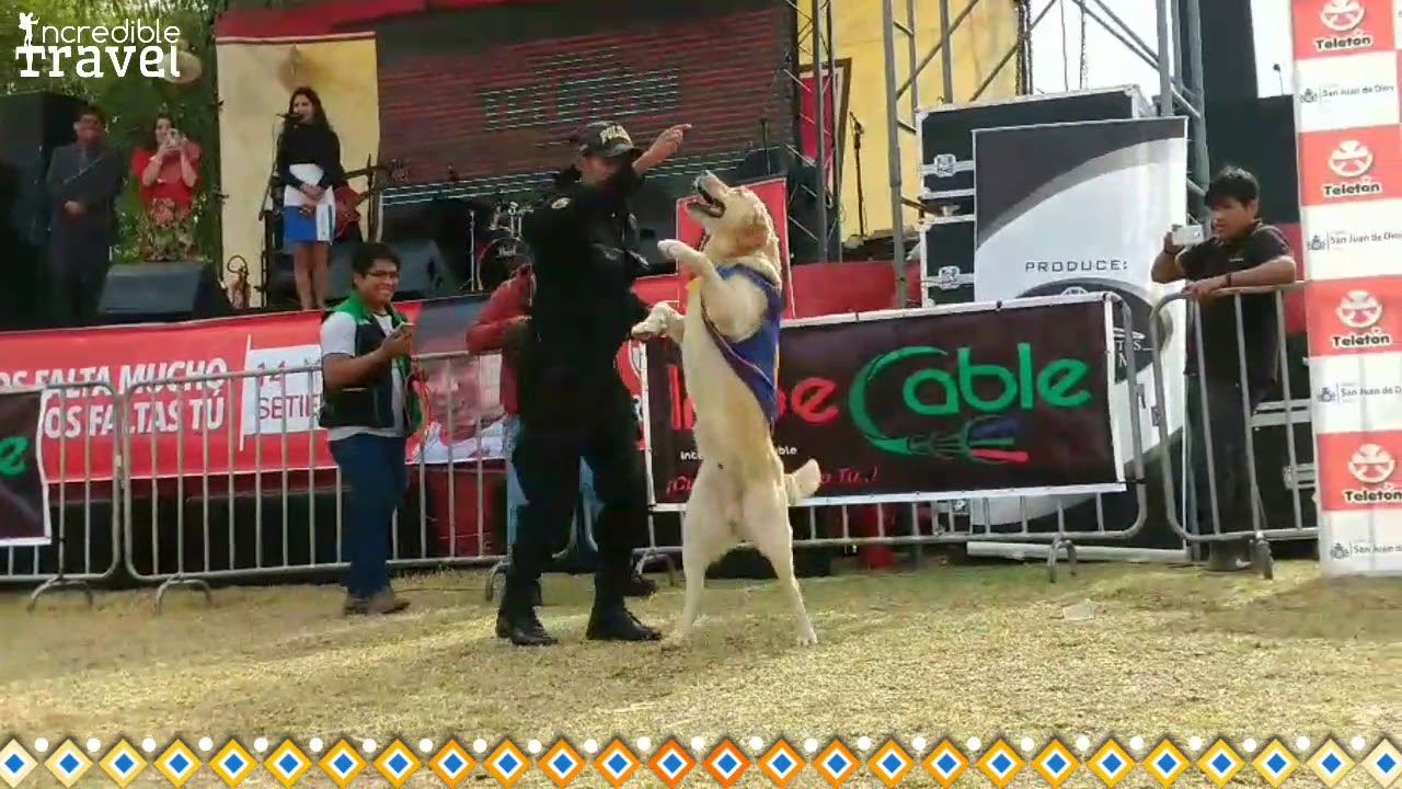 El baile del Perrito 🐶🐕 📽 #incredibletravel #sientetuviaje #baile # ...
