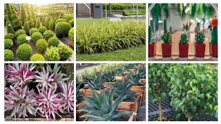 Top 10 sun loving plants | Outdoor plants | Easy Growing plants.