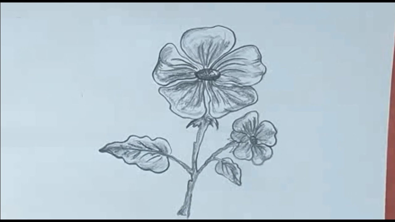 beautiful flower 🌺 | drawing tutorial | flower drawing tutorial ...