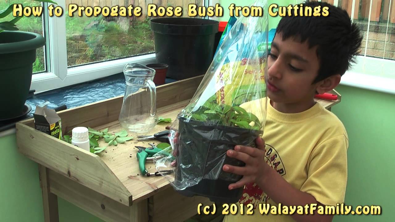 How to Propagate Rose Bush Plants From Cuttings - Propogating Roses ...