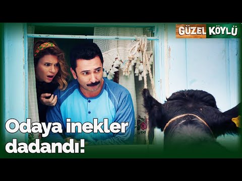 Odaya İnekler Dadandı! | @guzelkoyludizi