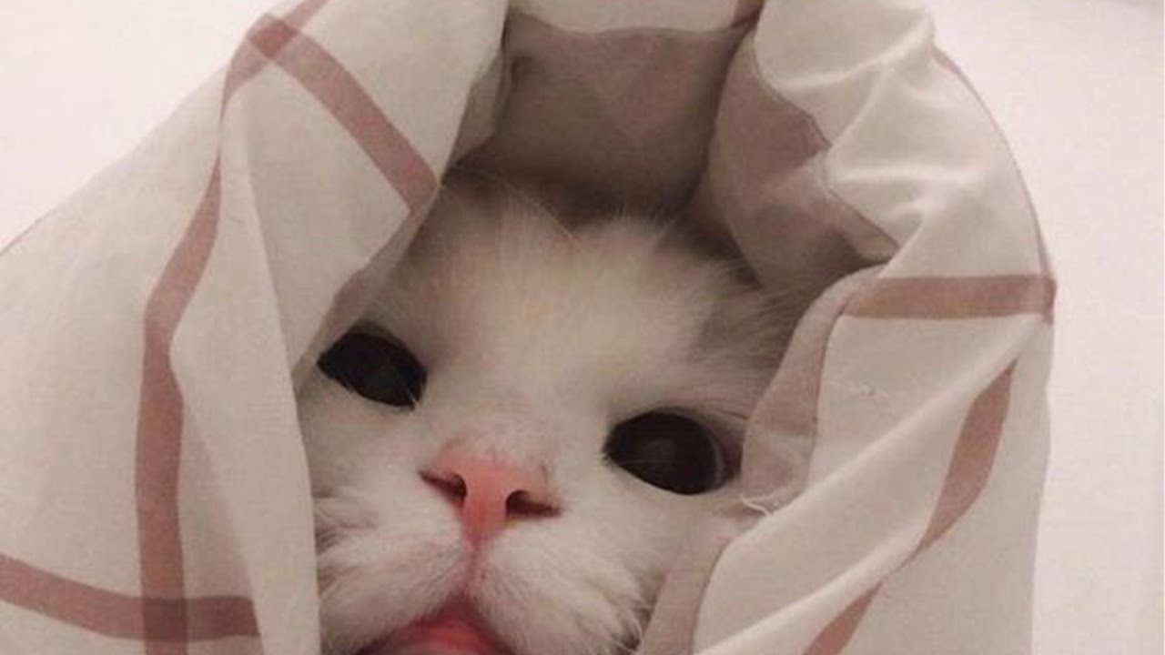 cute animals will cheer up your day - YouTube