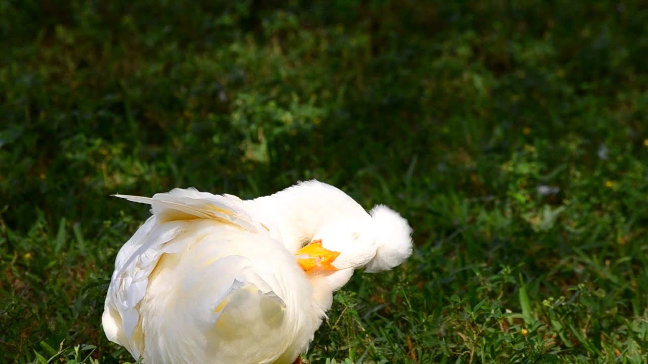 Crested Pekin Duck - YouTube