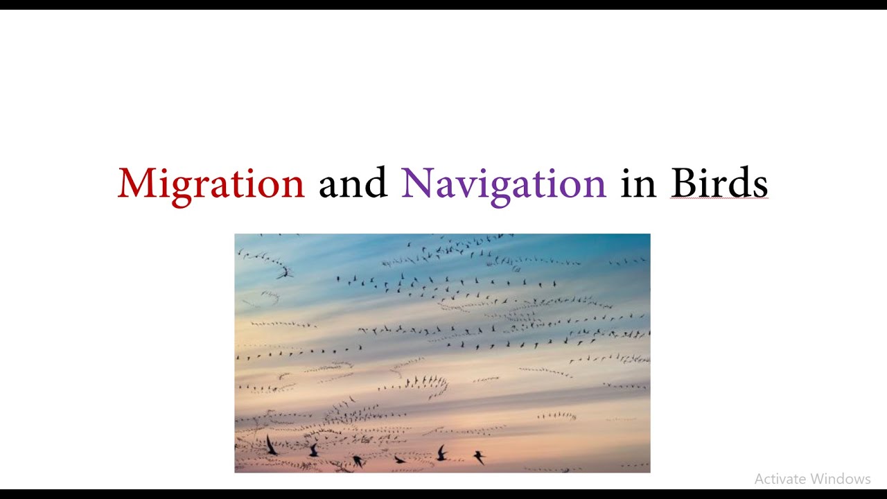 Migration and Navigation in Birds - YouTube