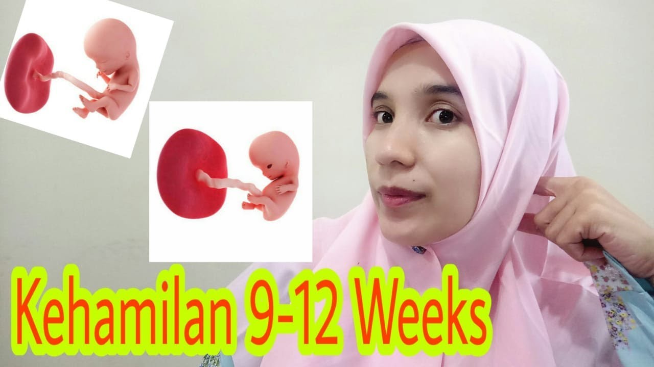 Kehamilan dan Perkembangan Janin Ukuran 9 s/d 12 Minggu - YouTube