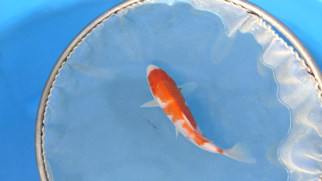 10958 Kohaku Tosai Torazo Koi Farm - YouTube