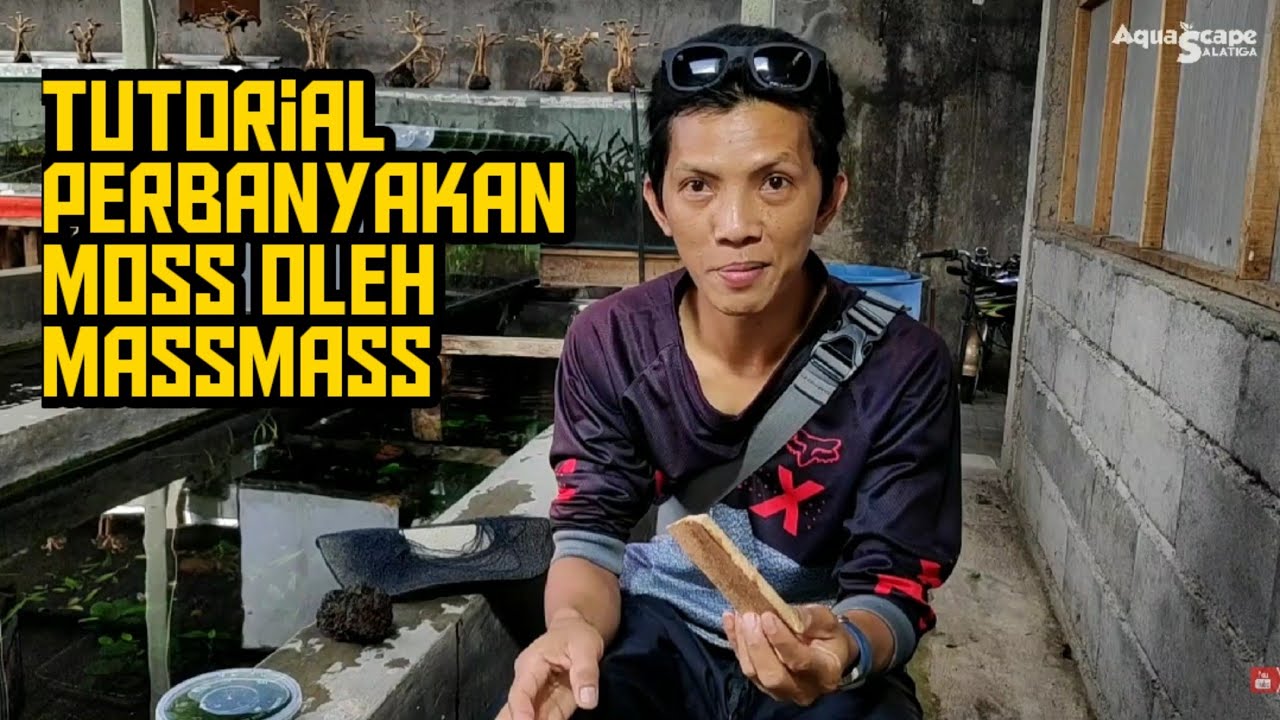 Tutorial perbanyakan moss ~ TUTORIAL #001 - YouTube
