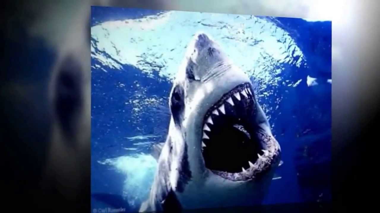 SHARKS ARE AWESOME (BEST OF SHARKS PICTURES, PHOTOS, (SHARK ATTACK ...