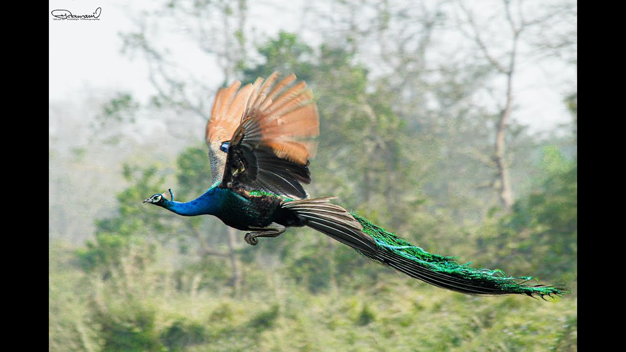 Peacock Dance at Chitwan National Park, Nepal. Birds Of Nepal. Unusual ...