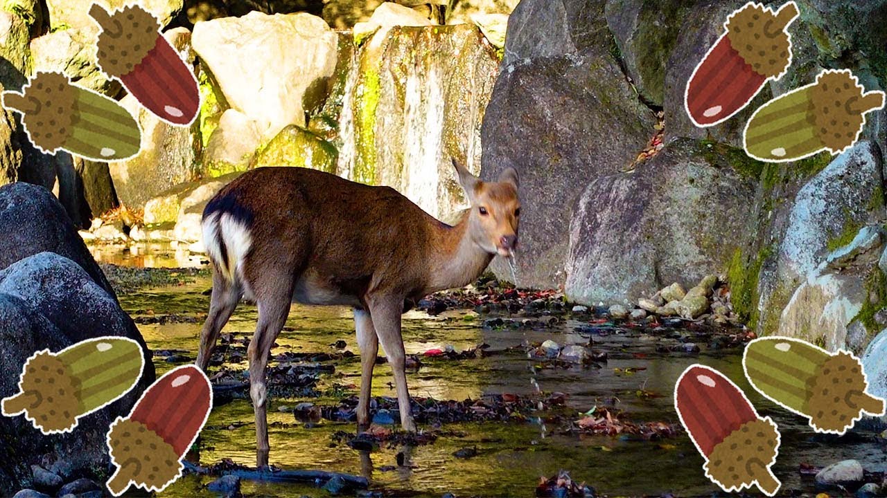 Nara's Deer Eating Acorns In The Shallow Stream - YouTube