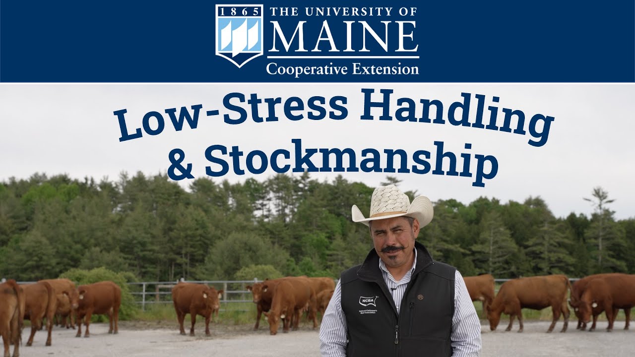 Low-Stress Handling and Stockmanship - YouTube