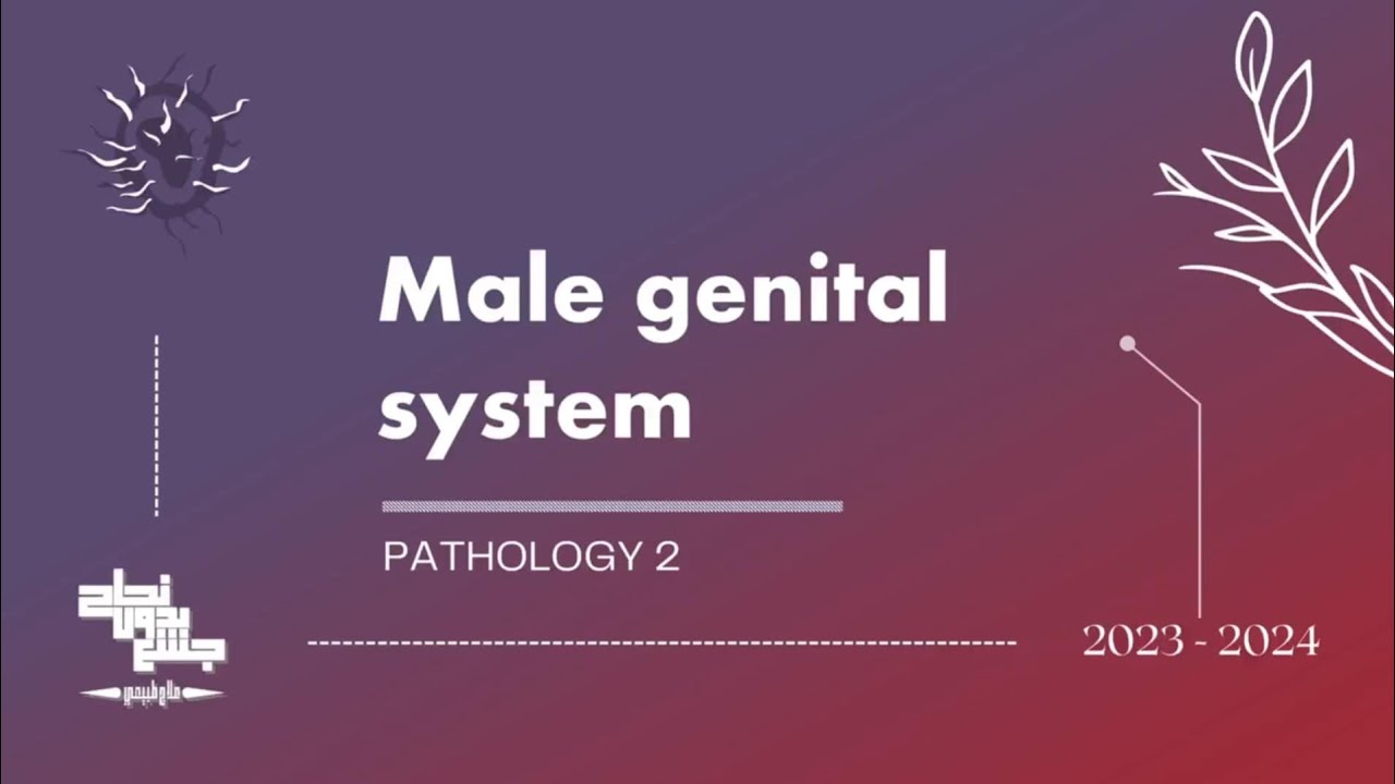 Male Reproductive System , Pathology 2 , Lec 7 - YouTube