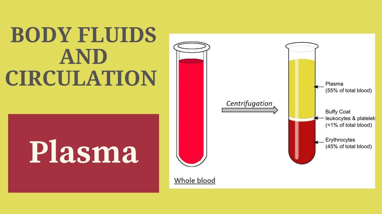 CLASS XI BIOLOGY| BODY FLUIDS AND CIRCULATION| PLASMA|NCERT|NEET - YouTube